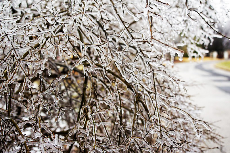 Freezing Rain Satori | In Writing: Dale Hobson