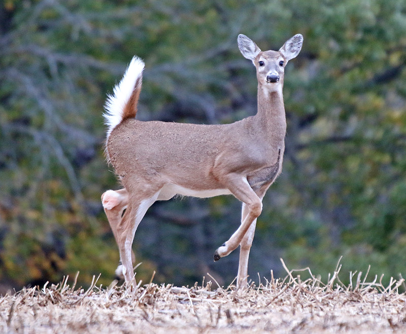 In Writing: Dale Hobson | Poetry and other symbolic gestures