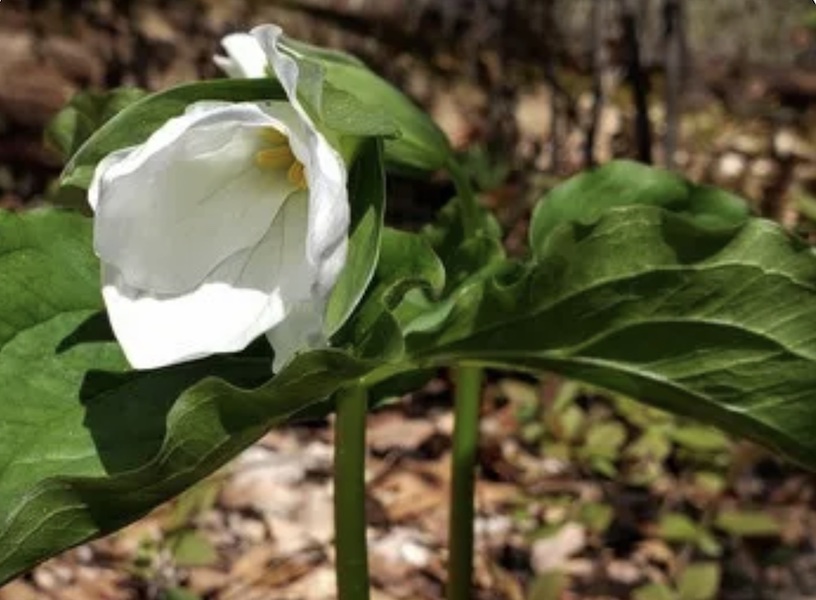 Early in May | In Writing: Dale Hobson